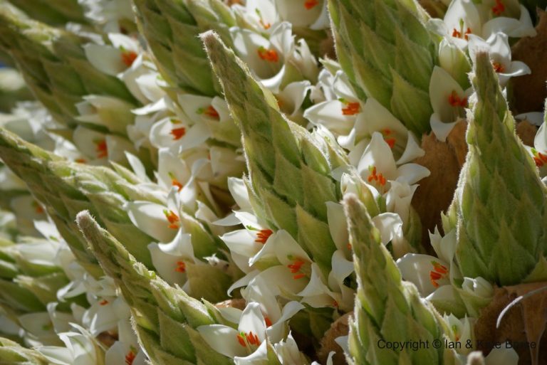 Flourishing - A Great Untethering