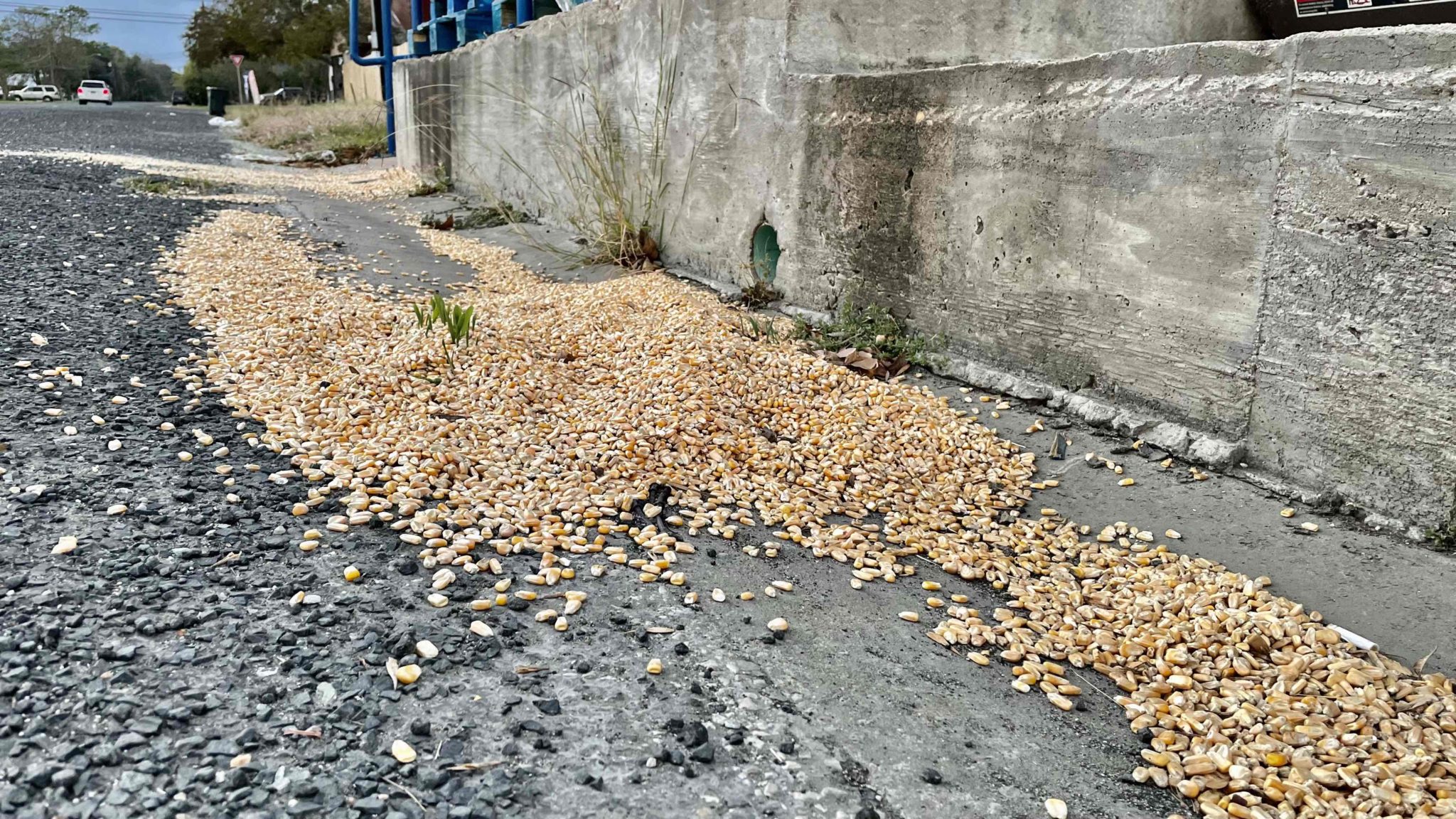 Spilled Seed – A Great Untethering